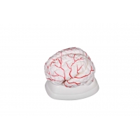 MYASKRO 8-Part Brain Model with Arteries – Medical-Grade Anatomy Model ...